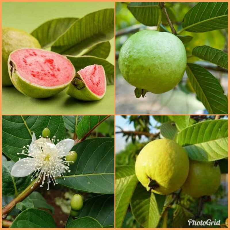 5 Resep Ampuh Jambu Biji Yang Jarang Diketahui Orang