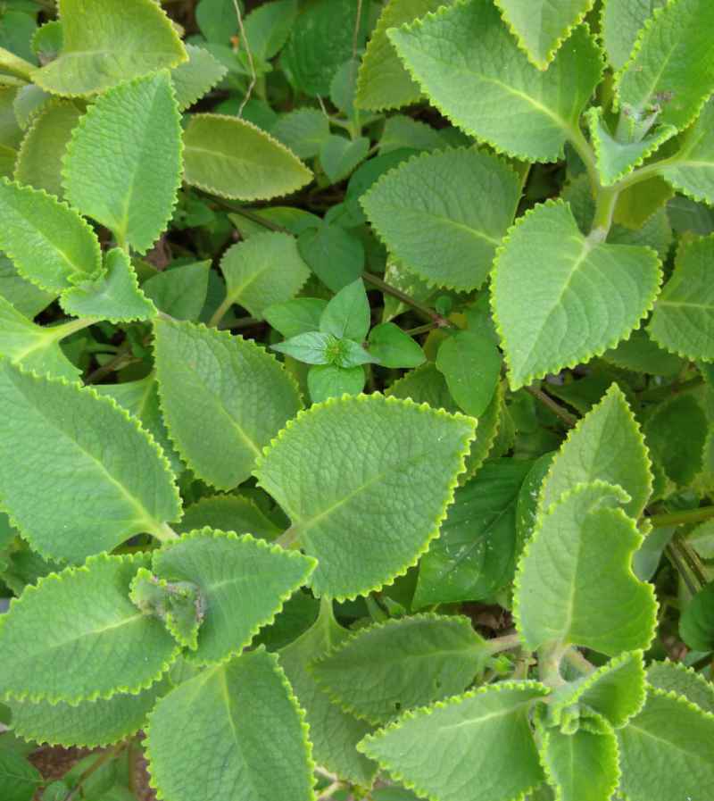 Daun Jinten Atasi Batuk