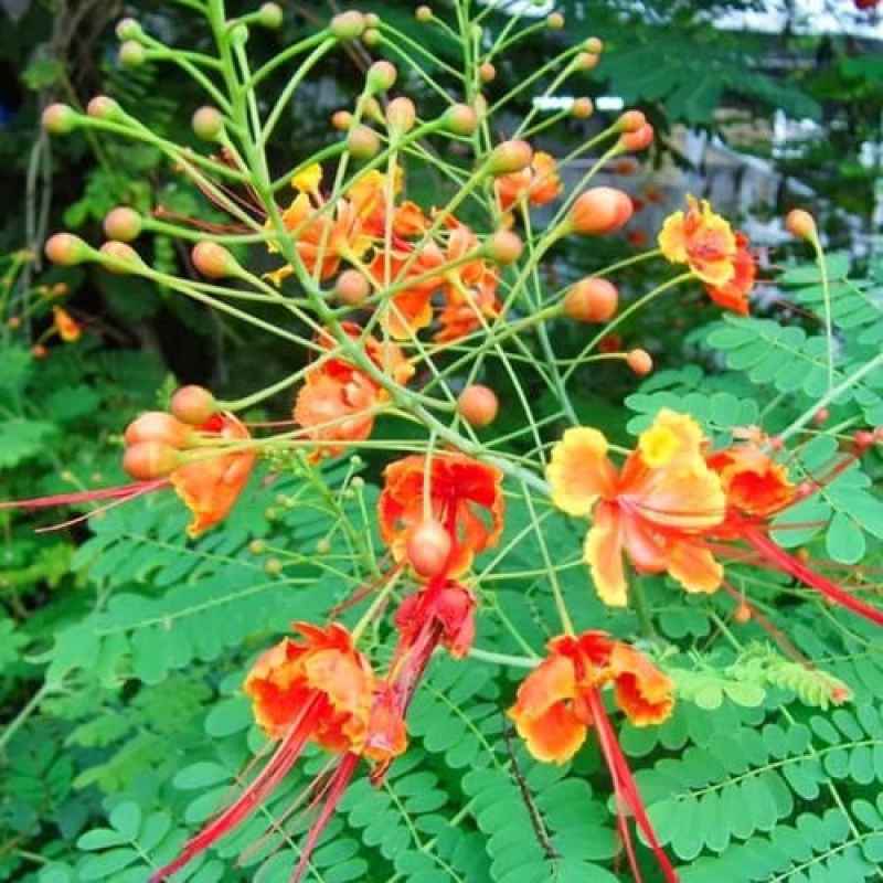 Bunga Merak Merupakan Tanaman Multi Manfaat