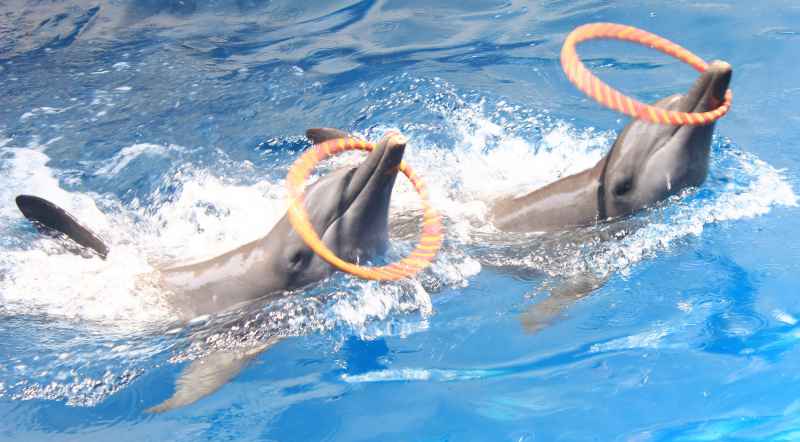 Tiga Hiu Hidung Botol Kembali ke Laut Lepas di Indonesia