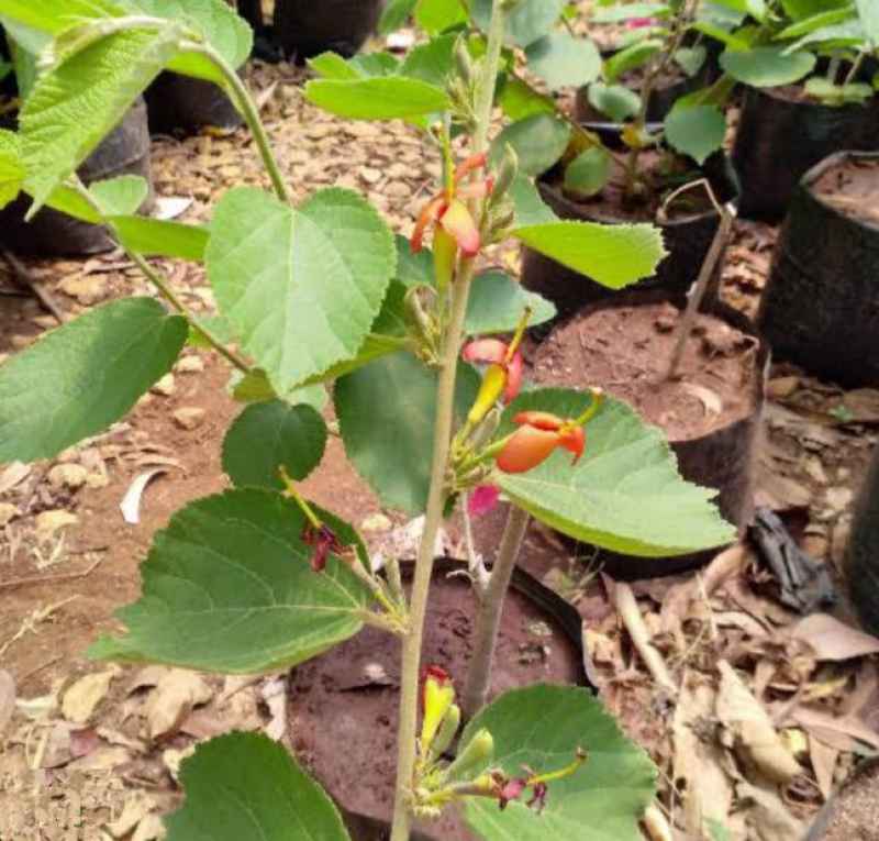 Kayu Ules Anti Disentri, Batuk, Asma dan Dapat Untuk Napsu Makan